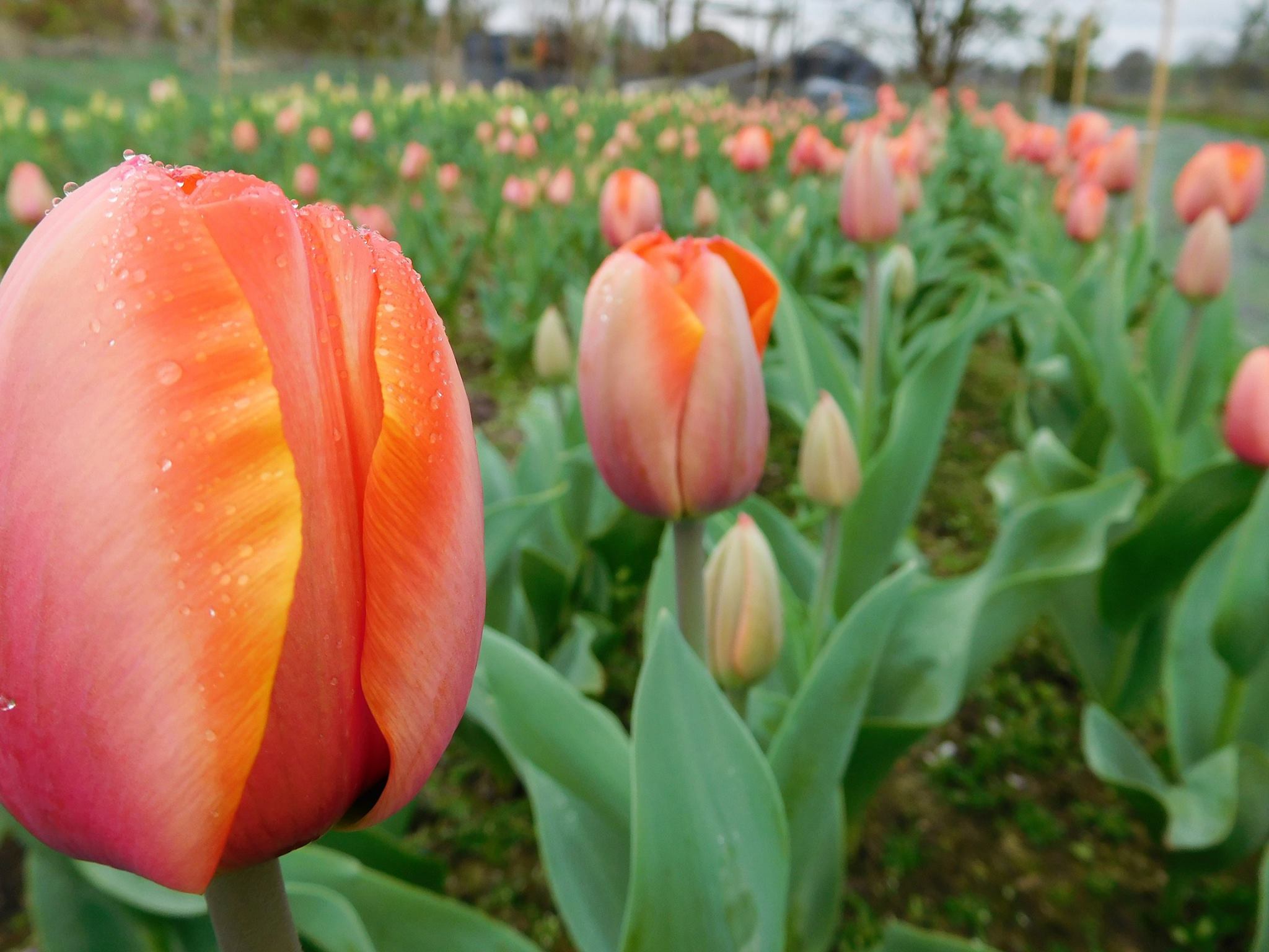 Biologische siertelers in Nederland - Biologische Sierteelt Nederland